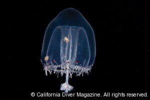 Monterey’s Breakwater: A great dive for any level | California Diver ...