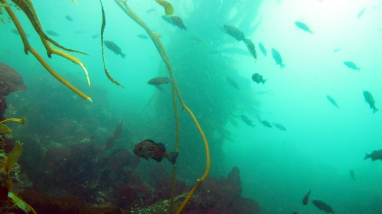 When Scuba Goes Right: A Story About Monterey Bay | California Diver ...