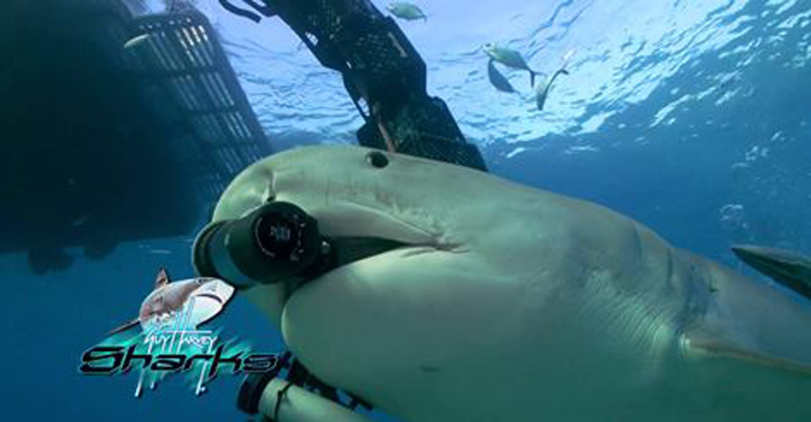 Emma the 14-foot Tiger Shark Swims Off with Camera Rig | California ...