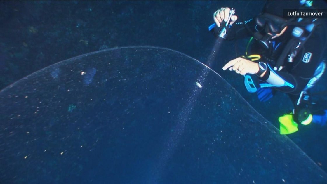 Divers in Turkey Discover Massive Floating Blob of – Well, Something ...