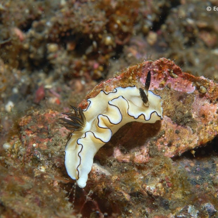 Tiny, Magnificent Creatures: The Hidden Story of Nudibranchs ...