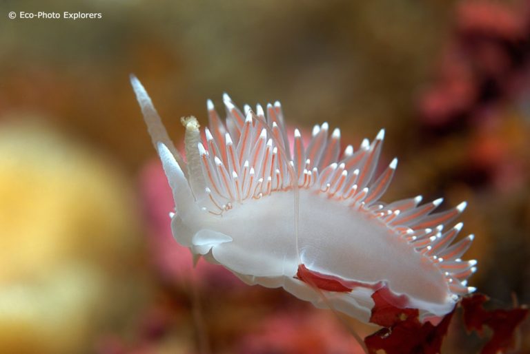 Tiny, Magnificent Creatures: The Hidden Story of Nudibranchs ...