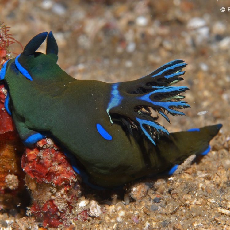 Tiny, Magnificent Creatures: The Hidden Story of Nudibranchs ...
