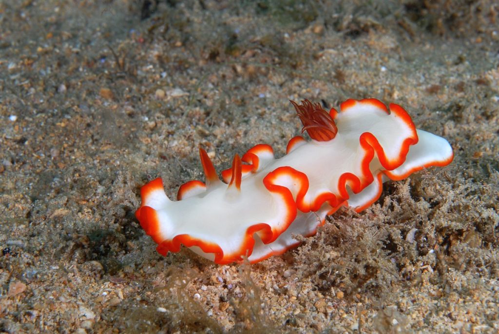 Tiny, Magnificent Creatures: The Hidden Story of Nudibranchs ...