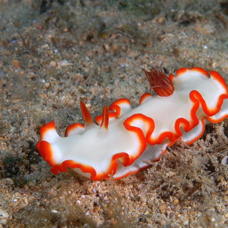 Tiny, Magnificent Creatures: The Hidden Story of Nudibranchs ...
