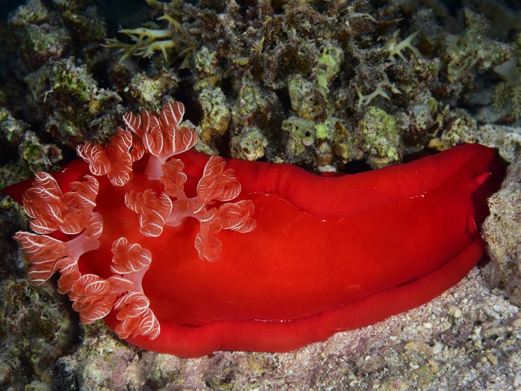 Tiny, Magnificent Creatures: The Hidden Story of Nudibranchs ...