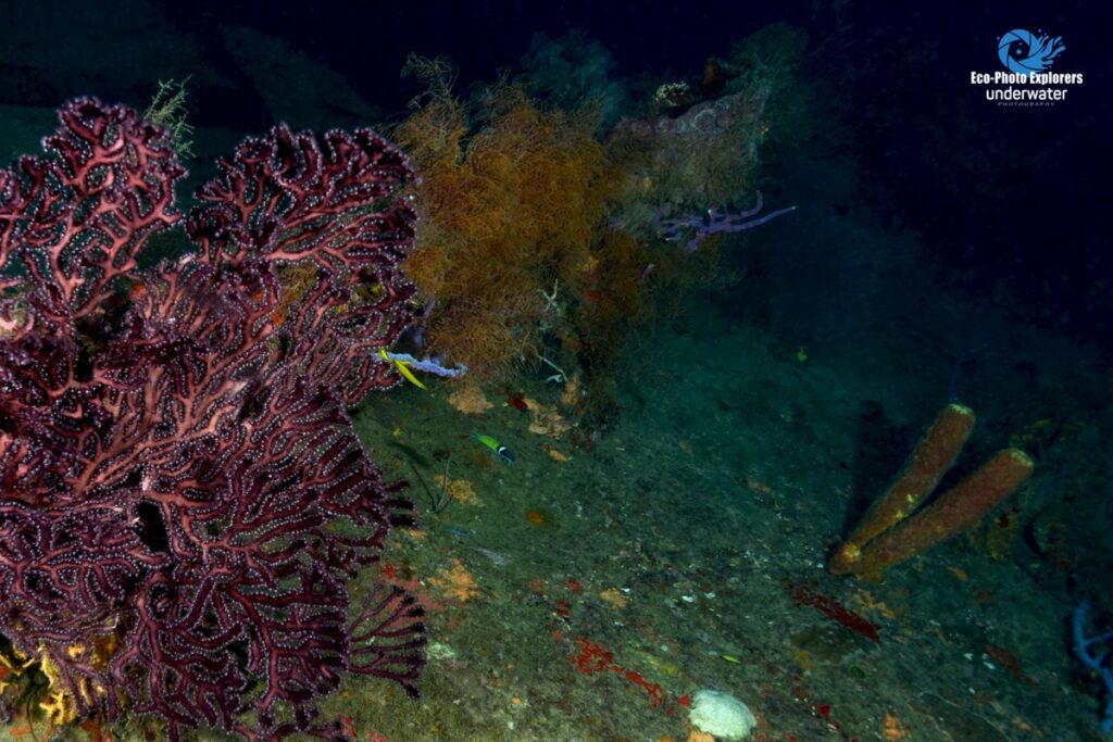 Scuba Diving the Spice Island of Grenada | California Diver Magazine