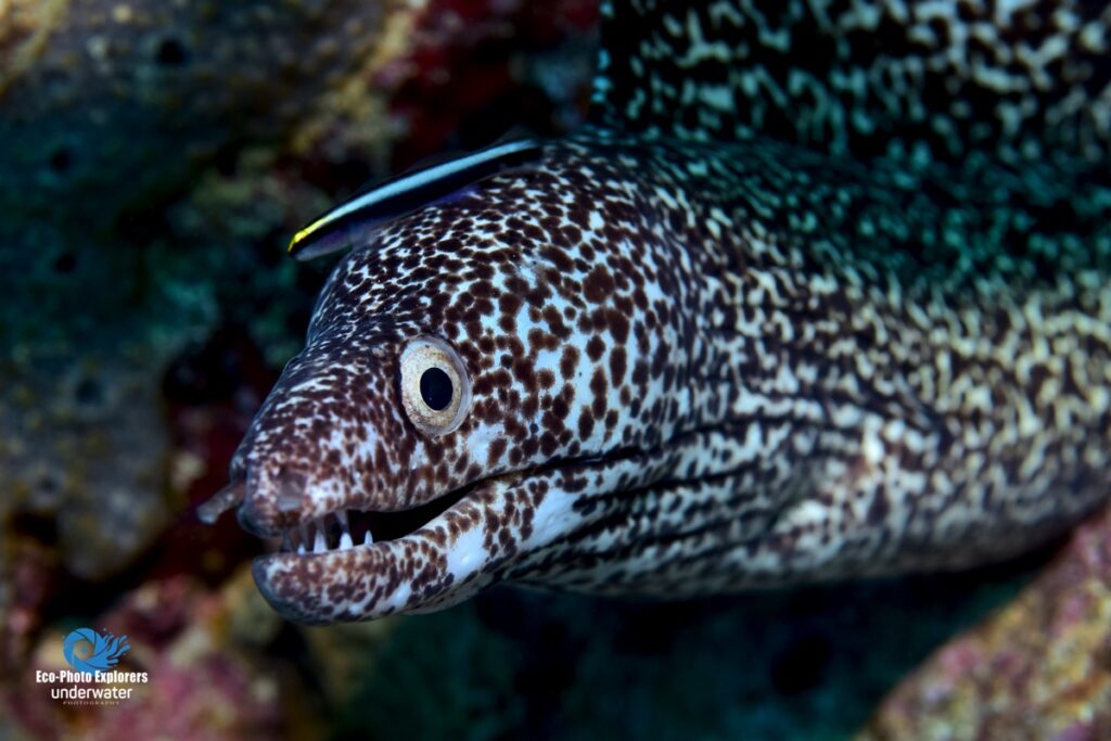 Scuba Diving the Spice Island of Grenada | California Diver Magazine